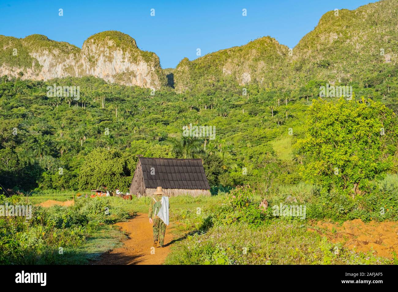 Vinales, Cuba- NOVEMBER 05, 2019: Rural scene of traditional farm life ...