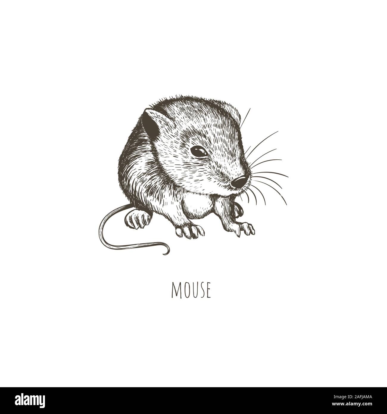 Mouse vector illustration Stock Vector Image & Art - Alamy