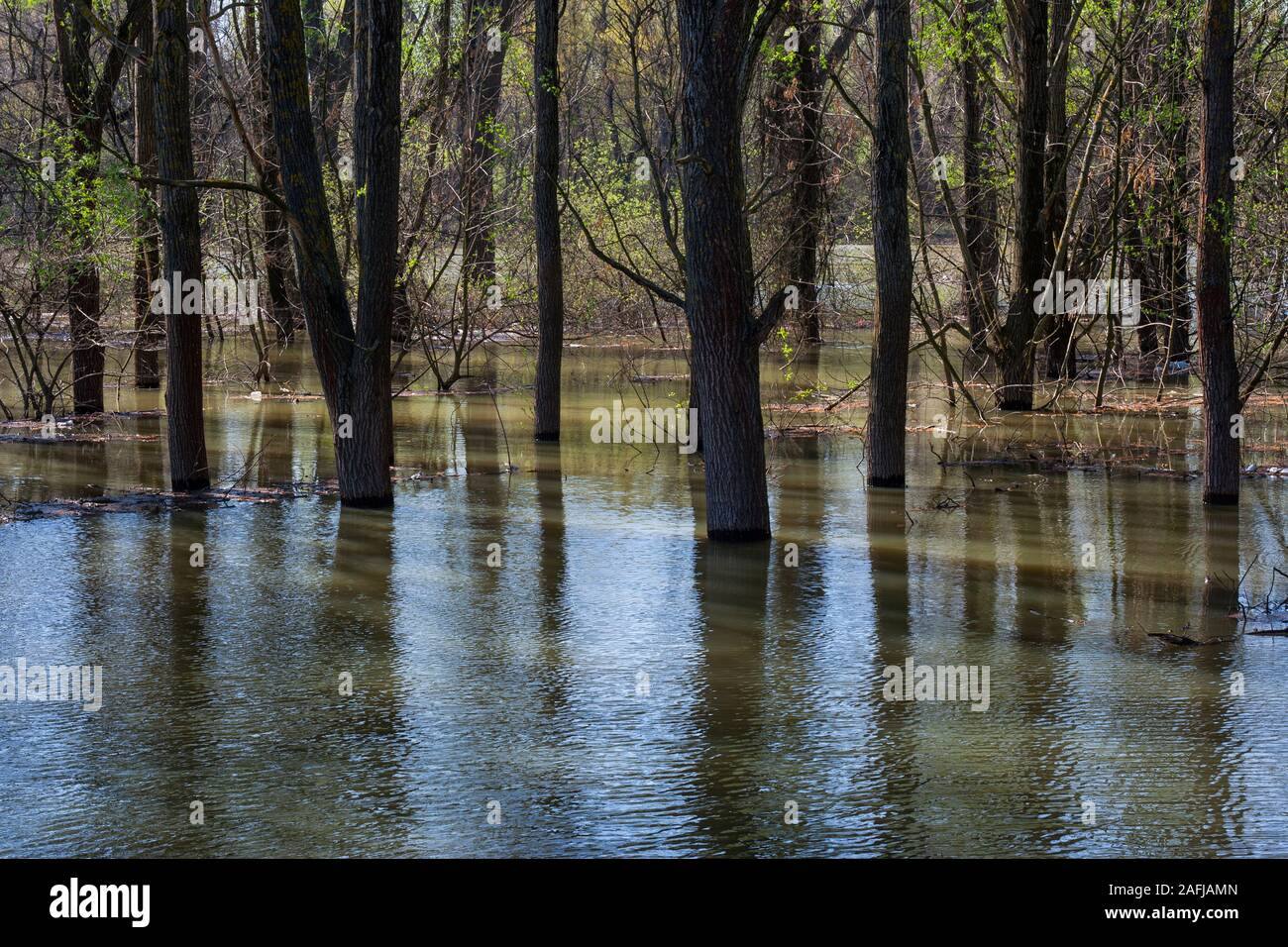 Flood in spring forest hi-res stock photography and images - Alamy