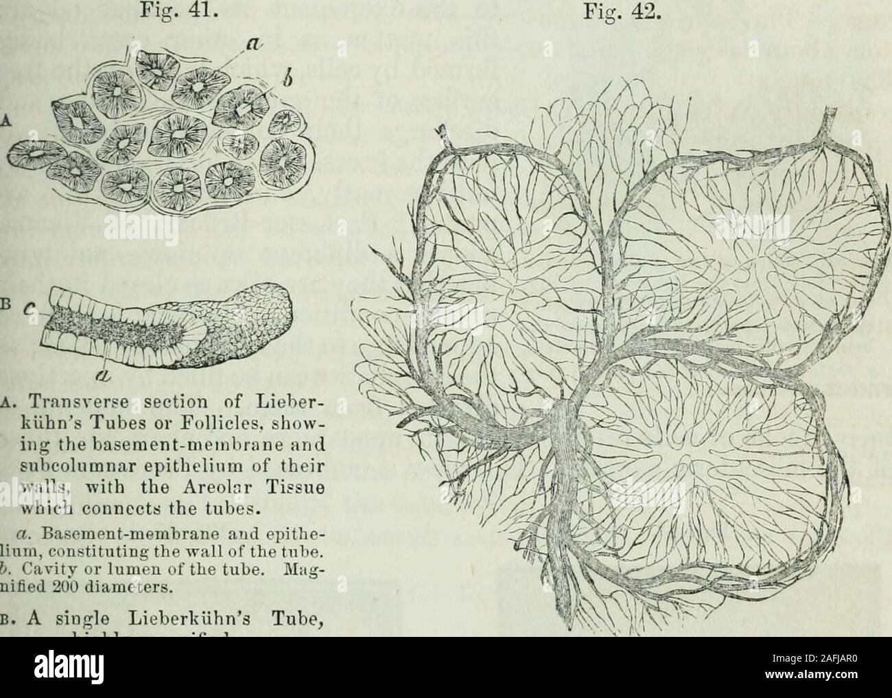 Villi from small intestine hi-res stock photography and images - Alamy