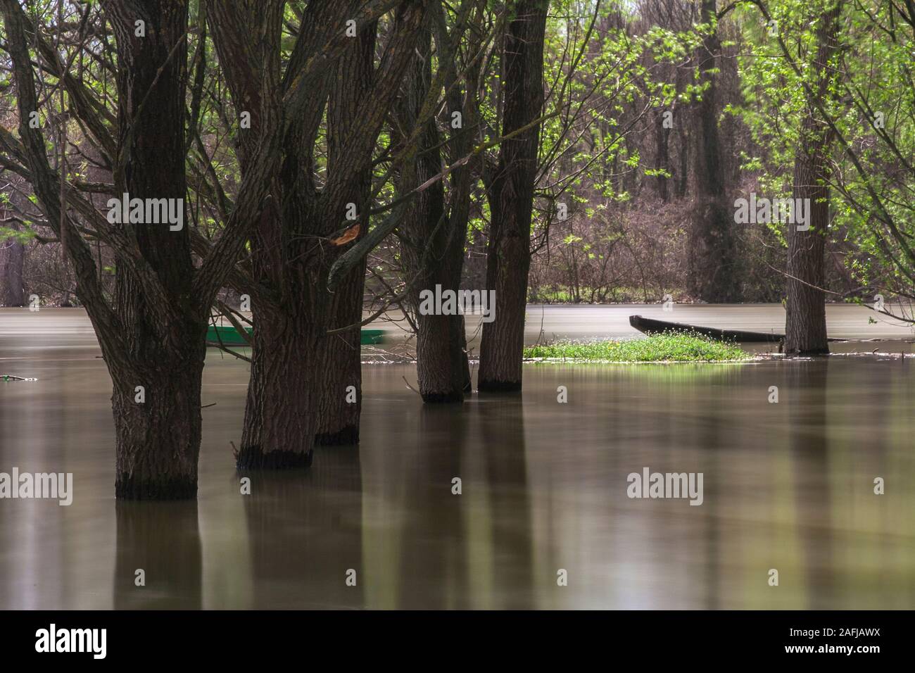 Flooded forest flood hi-res stock photography and images - Alamy