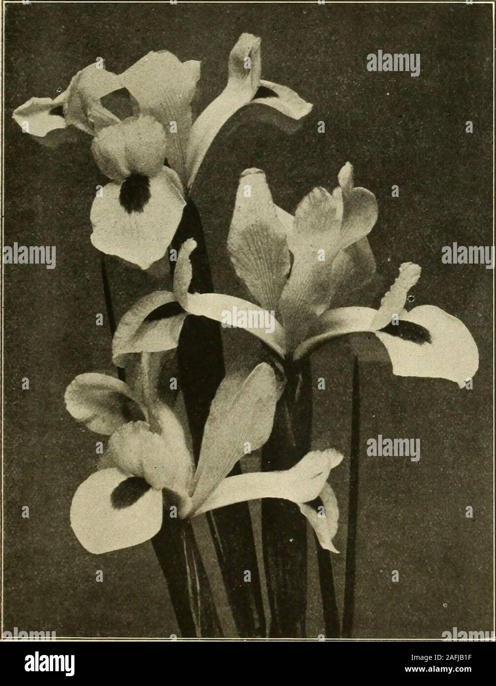 Iris filifolia hi-res stock photography and images - Alamy