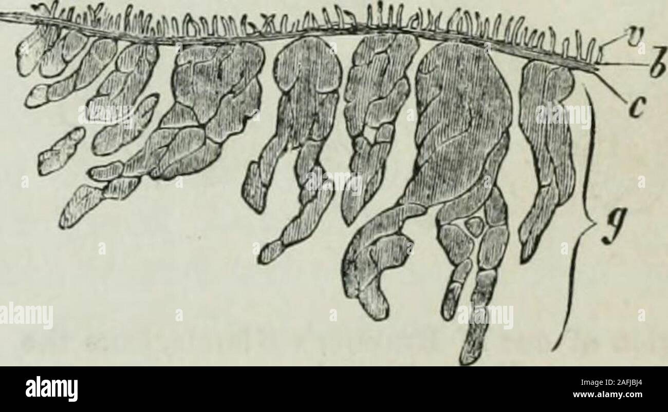 Human large intestine and veins hi-res stock photography and images - Alamy