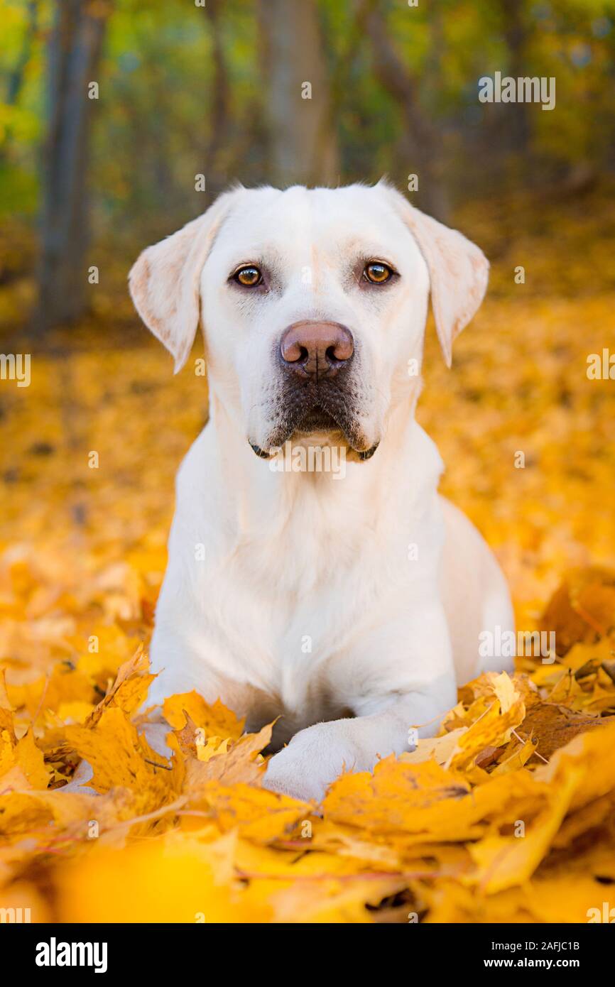 White labrador in leaves hi-res stock photography and images - Alamy