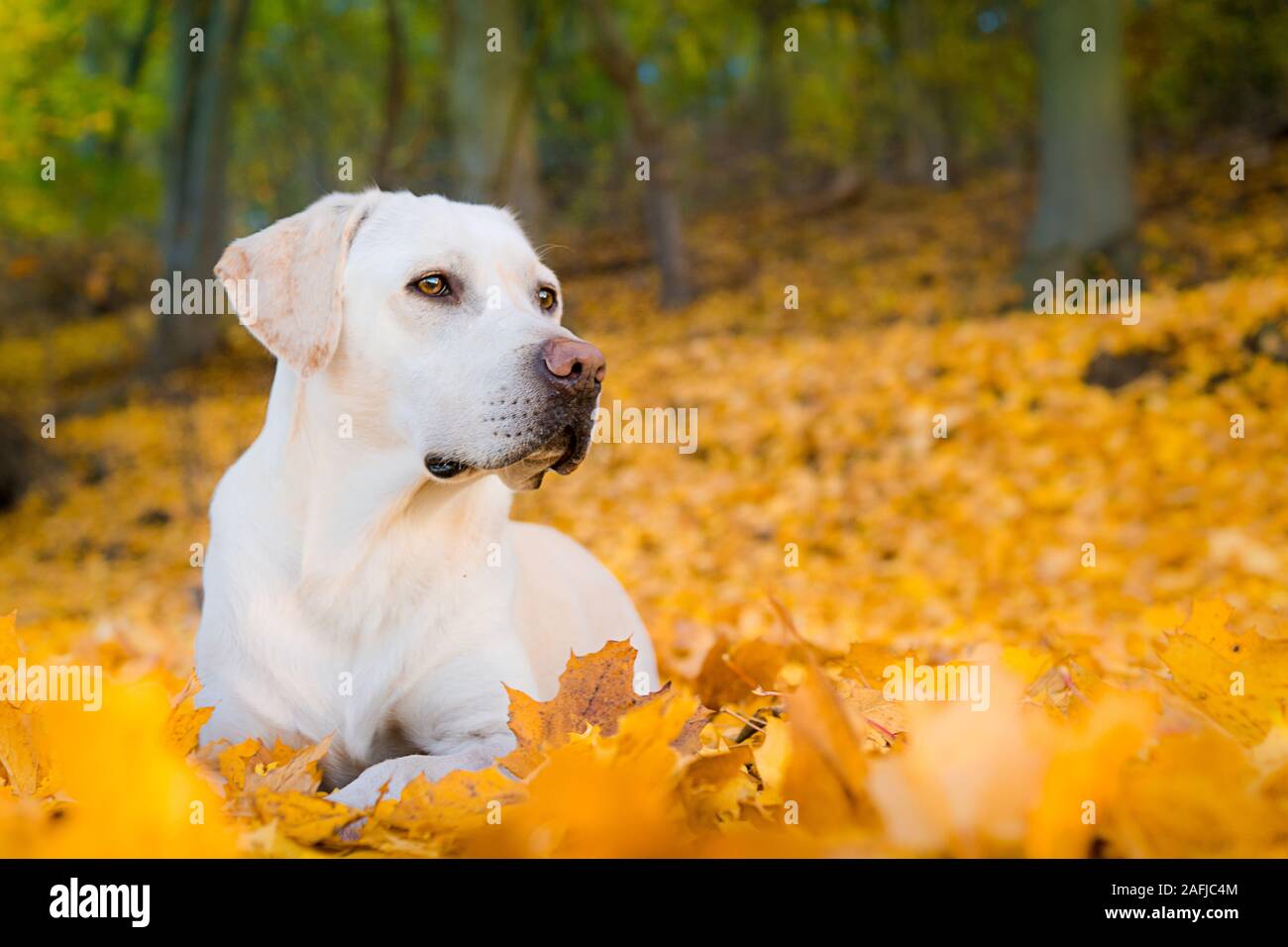 White labrador in leaves hi-res stock photography and images - Alamy