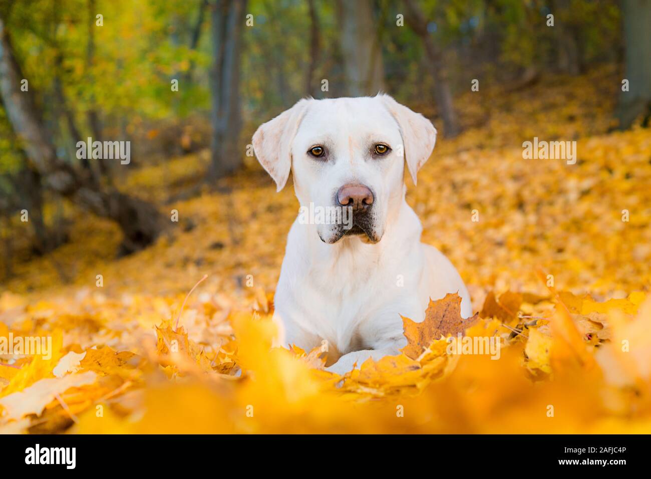 Dog in the leaves hi-res stock photography and images - Alamy