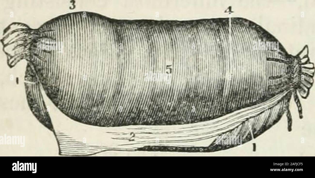 . Human physiology. Longitudinal Section of the UpperPart of the ...