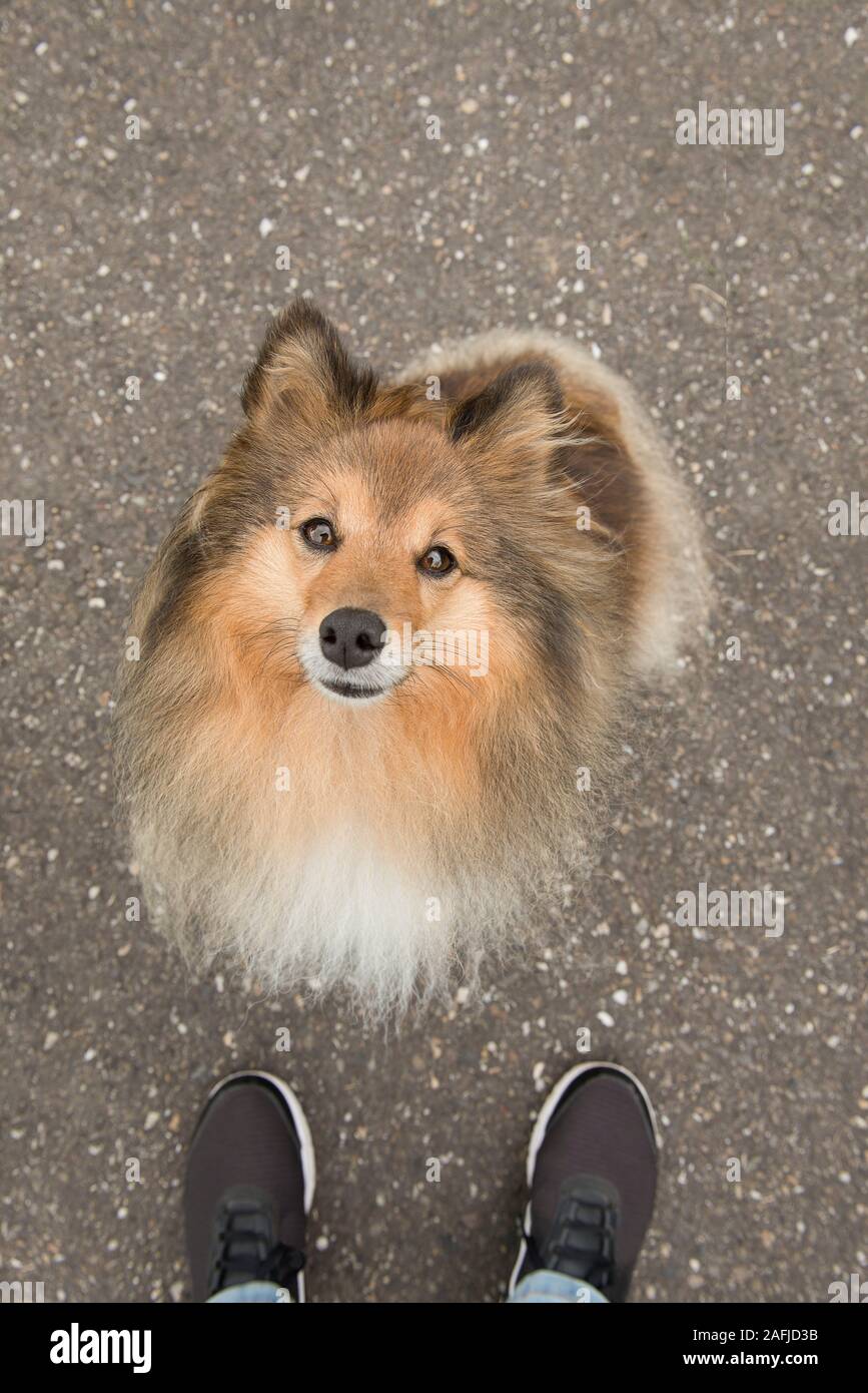 Shetland sheepdog and sheep hi-res stock photography and images - Alamy