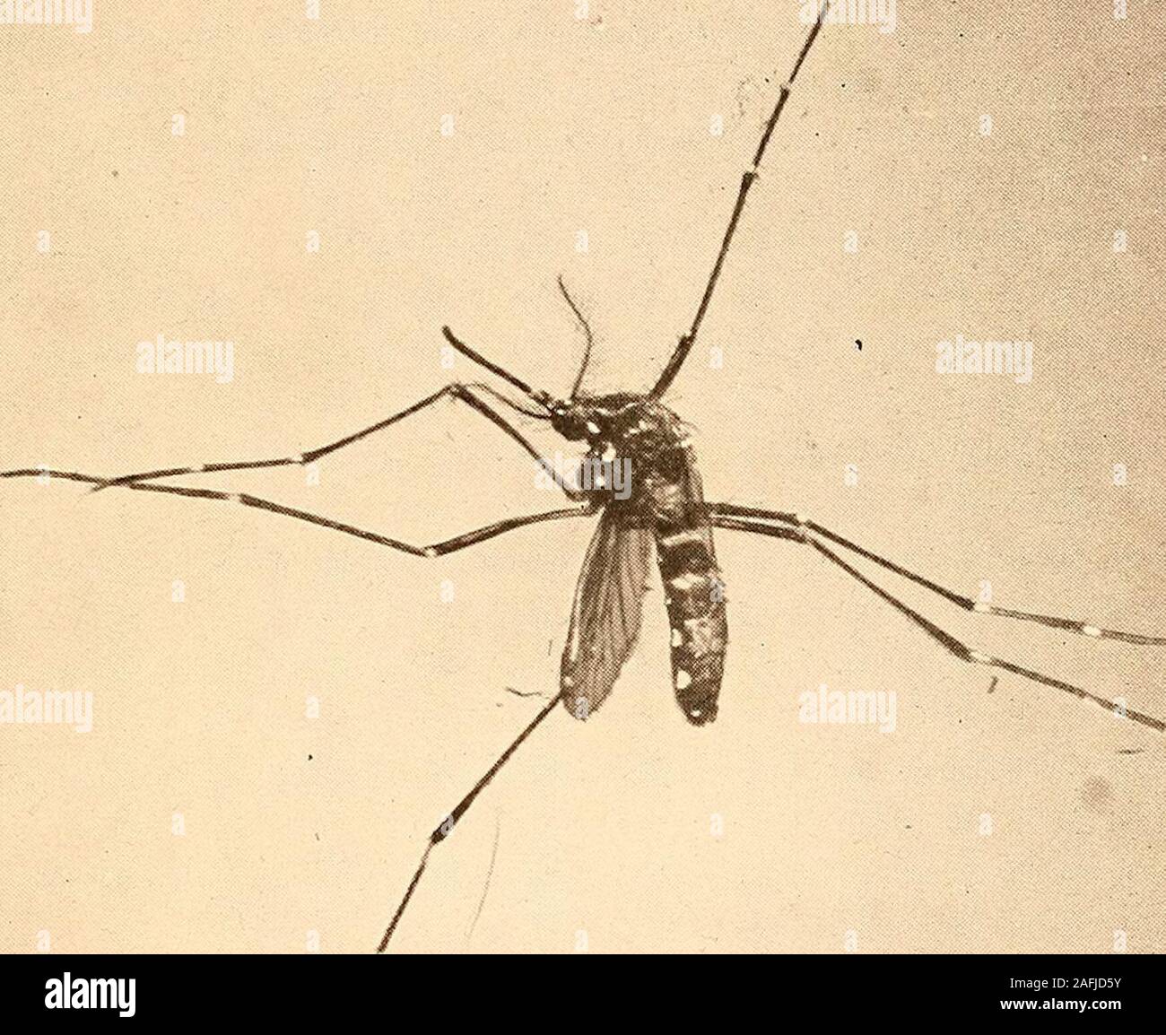 . A practical study of malaria. Fig. 34.—Tail of stegomyia larva ...