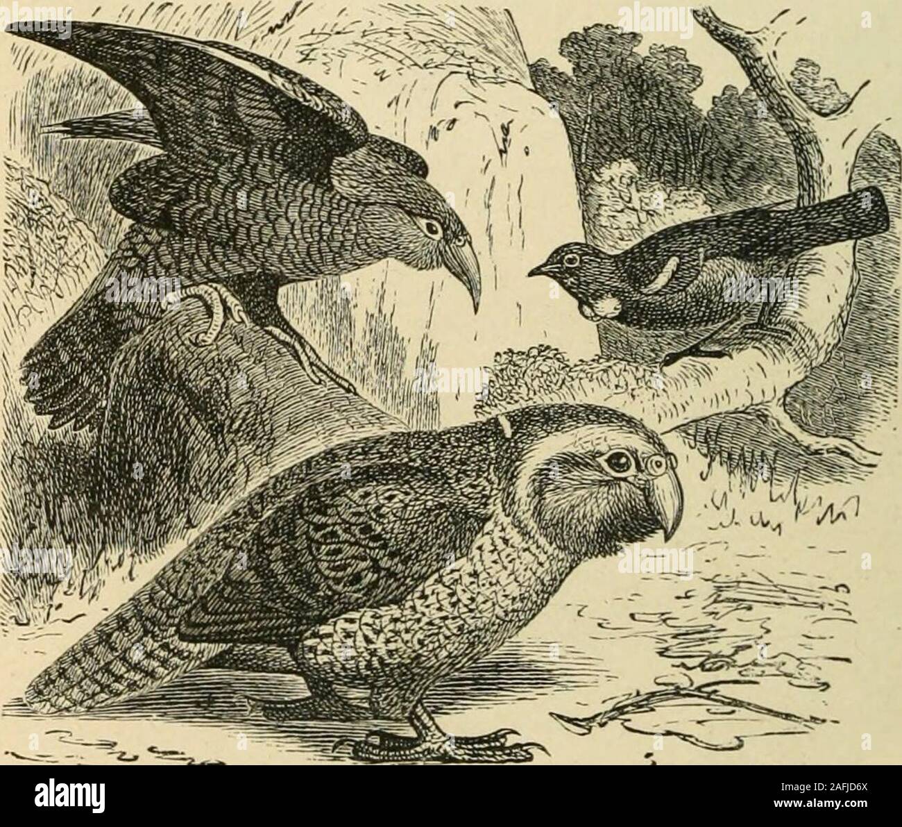 Samoan tooth billed pigeon hi-res stock photography and images - Alamy