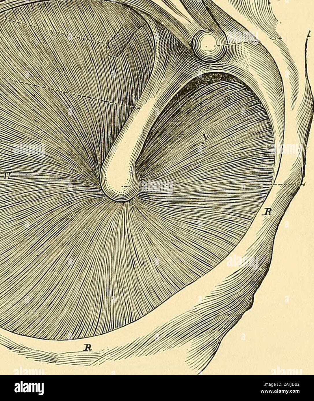 Myringitis hi-res stock photography and images - Alamy