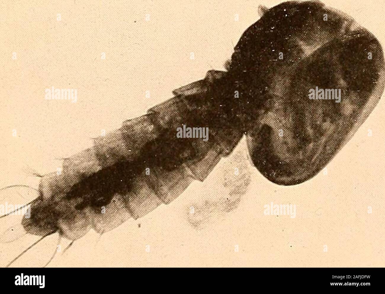 Fig 32 hi-res stock photography and images - Alamy