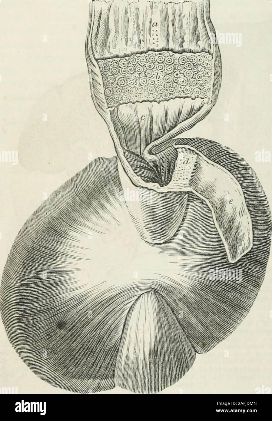 Wallowed hi-res stock photography and images - Alamy