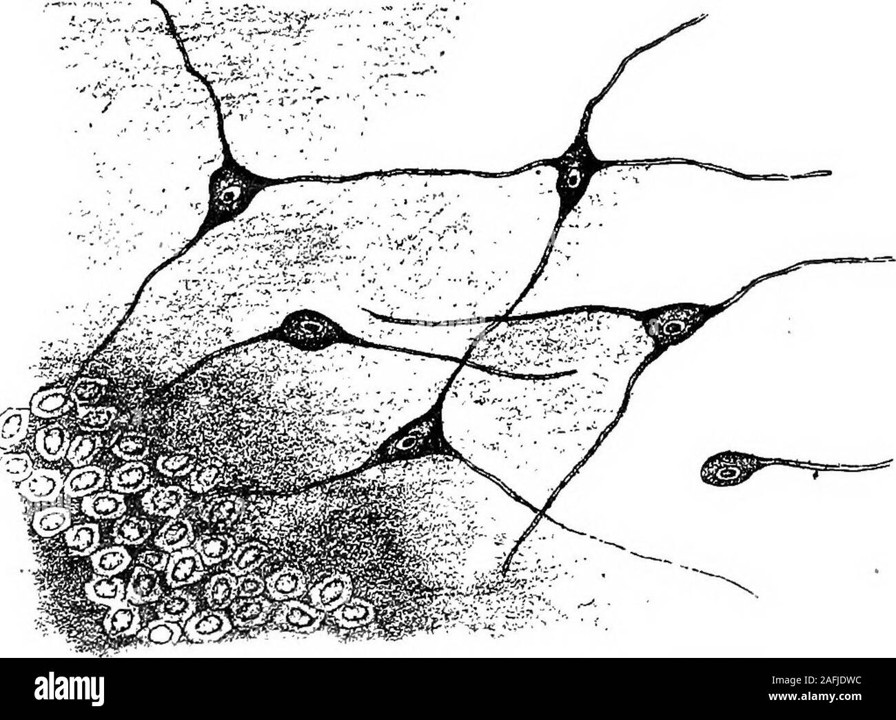 . The physiology of the Invertebrata. adjacentspines and pedicellariEe ...