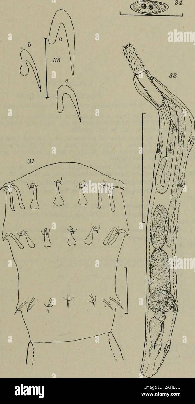 . Bulletin. lin. Fig, 31. Surface view of proboscis of gravid female of ...