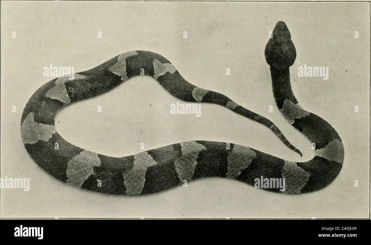 Ous triangular hi-res stock photography and images - Alamy