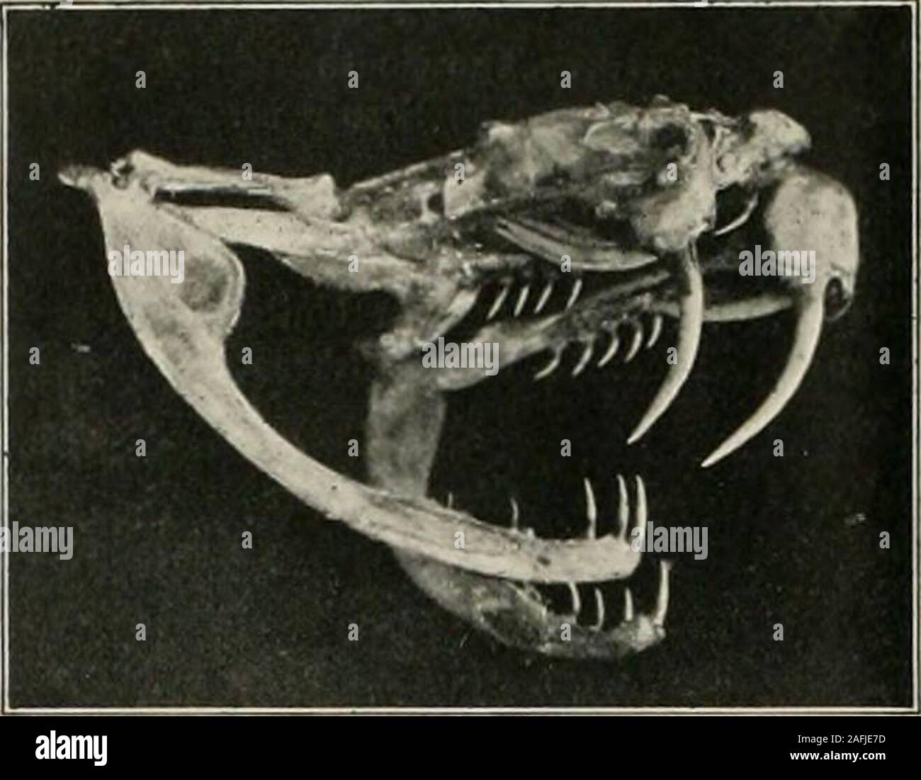 Copperhead snake bite hi-res stock photography and images - Alamy