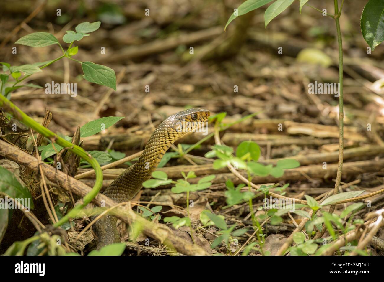 Snake in the tea harvest in the he Handunugoda Tea Estate and Tea ...