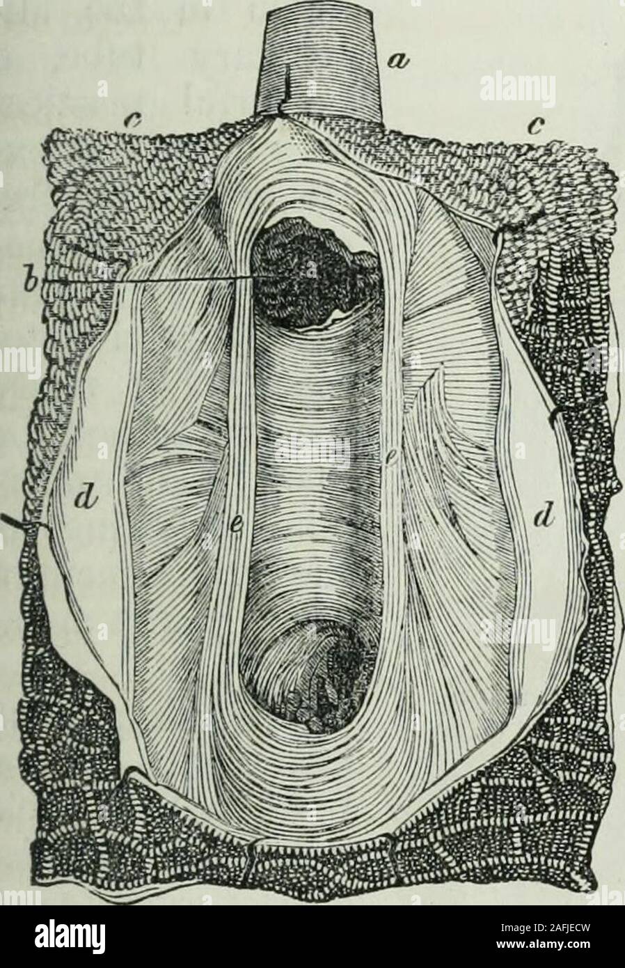 The omasum hi-res stock photography and images - Alamy