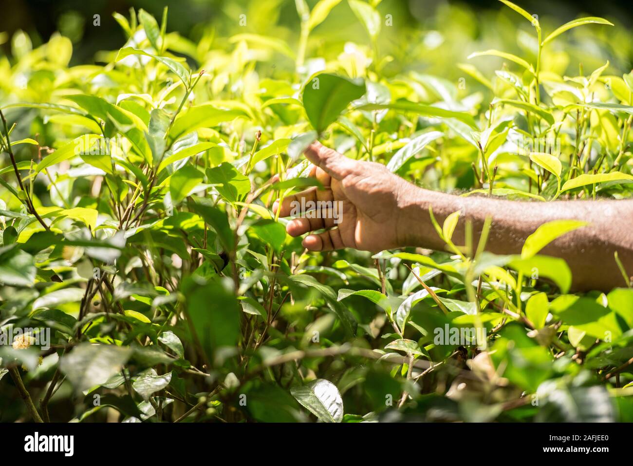 Ahangama, Sri Lanka. Nov 17 2019 : in the he Handunugoda Tea Estate and ...