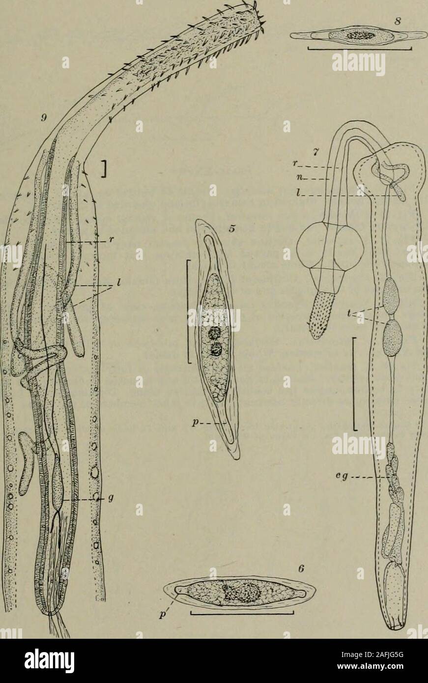 . Bulletin. Plate XXIII * Fig. 5. Echinorhynchus salvelini. Embryo from ...