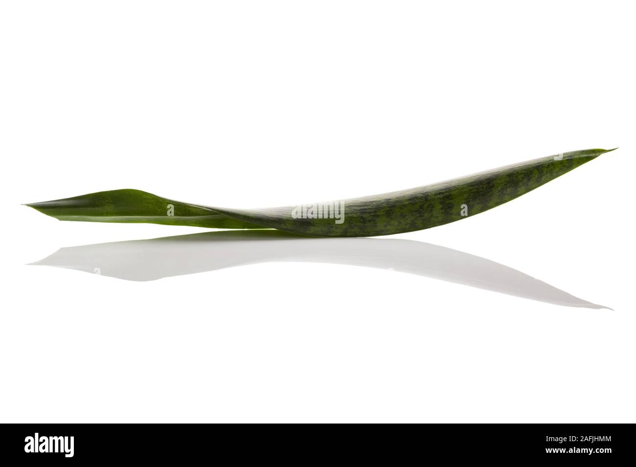 Snake plant leaf isolated on white. Medical herb Stock Photo - Alamy