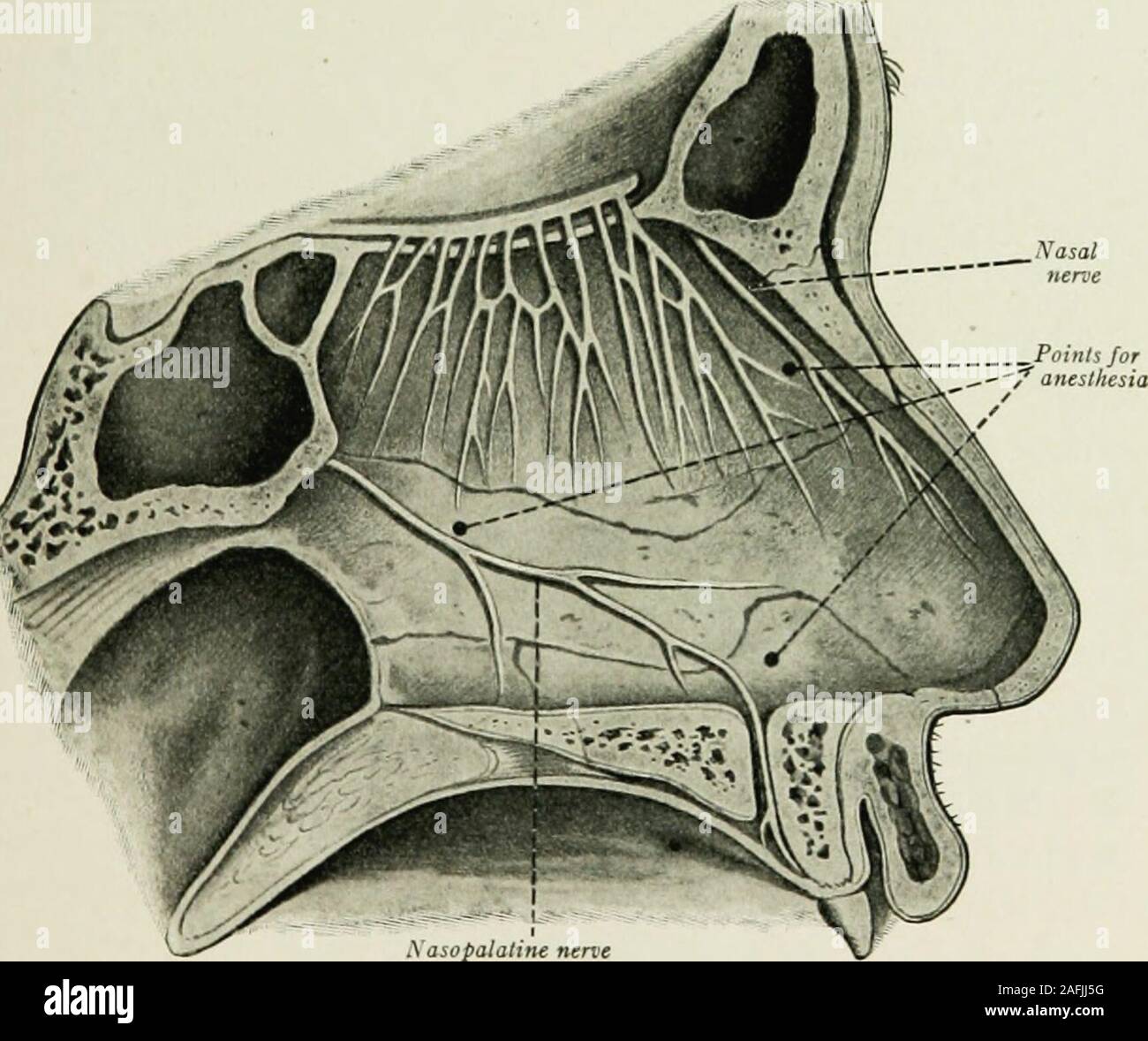 Nasopalatine Nerve Incisive