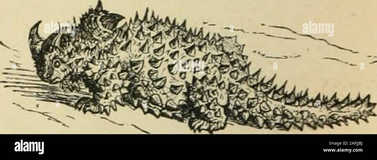 . The world's inhabitants; or, Mankind, animals, and plants; being a ...