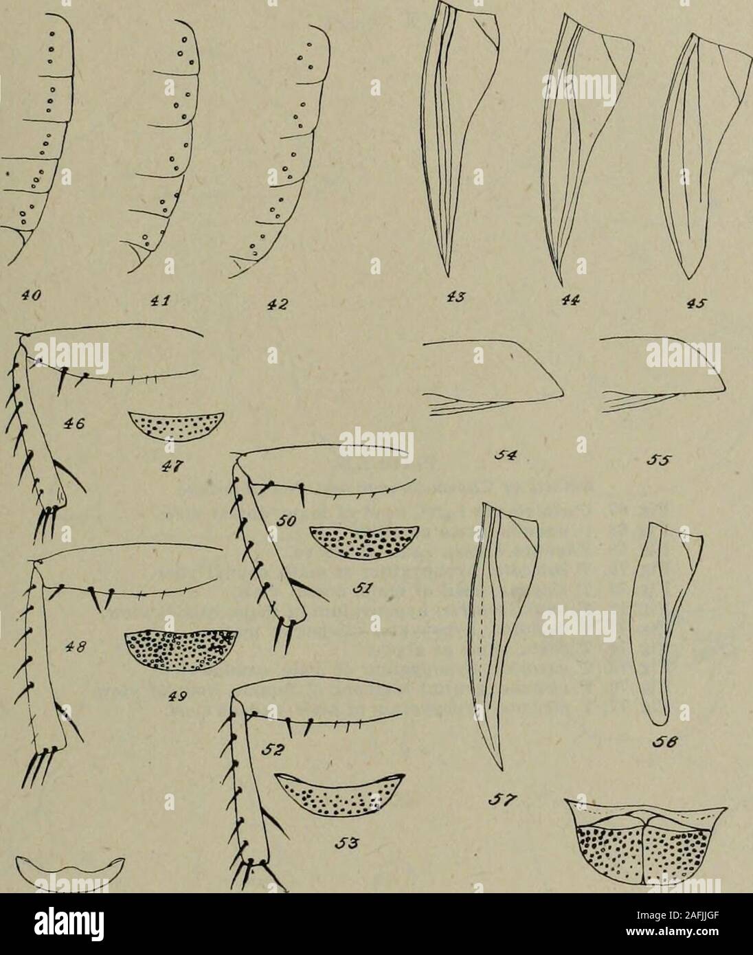 . Bulletin. daeGalgupha atra, arrangement of abdominal spiracles ...