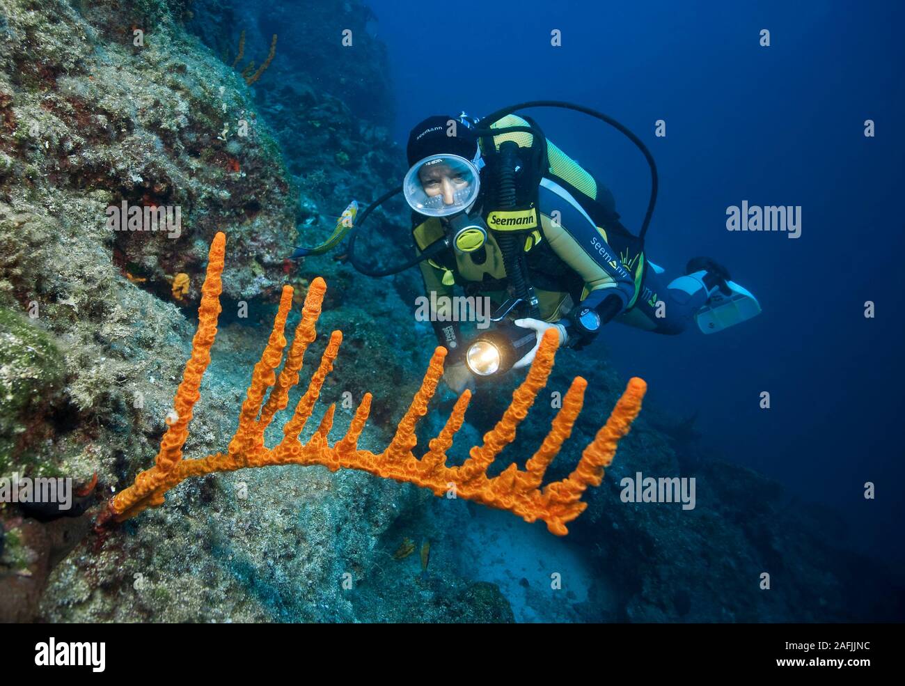 Scuba diver watches a Mediterranean sponge (Axinella cannabina), Bodrum ...