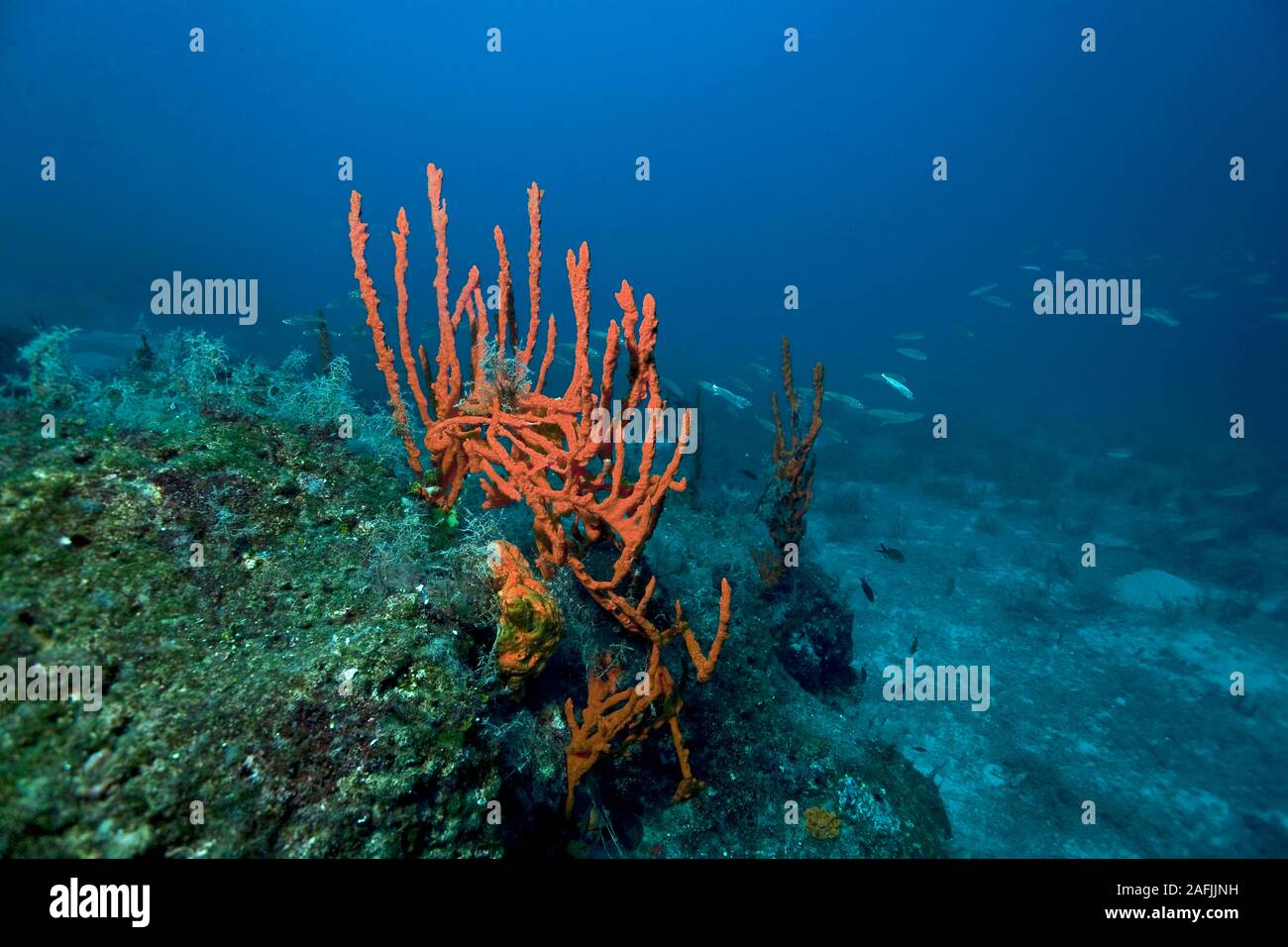 Mediterranean sponge (Axinella cannabina), Bodrum, Turkey Stock Photo ...