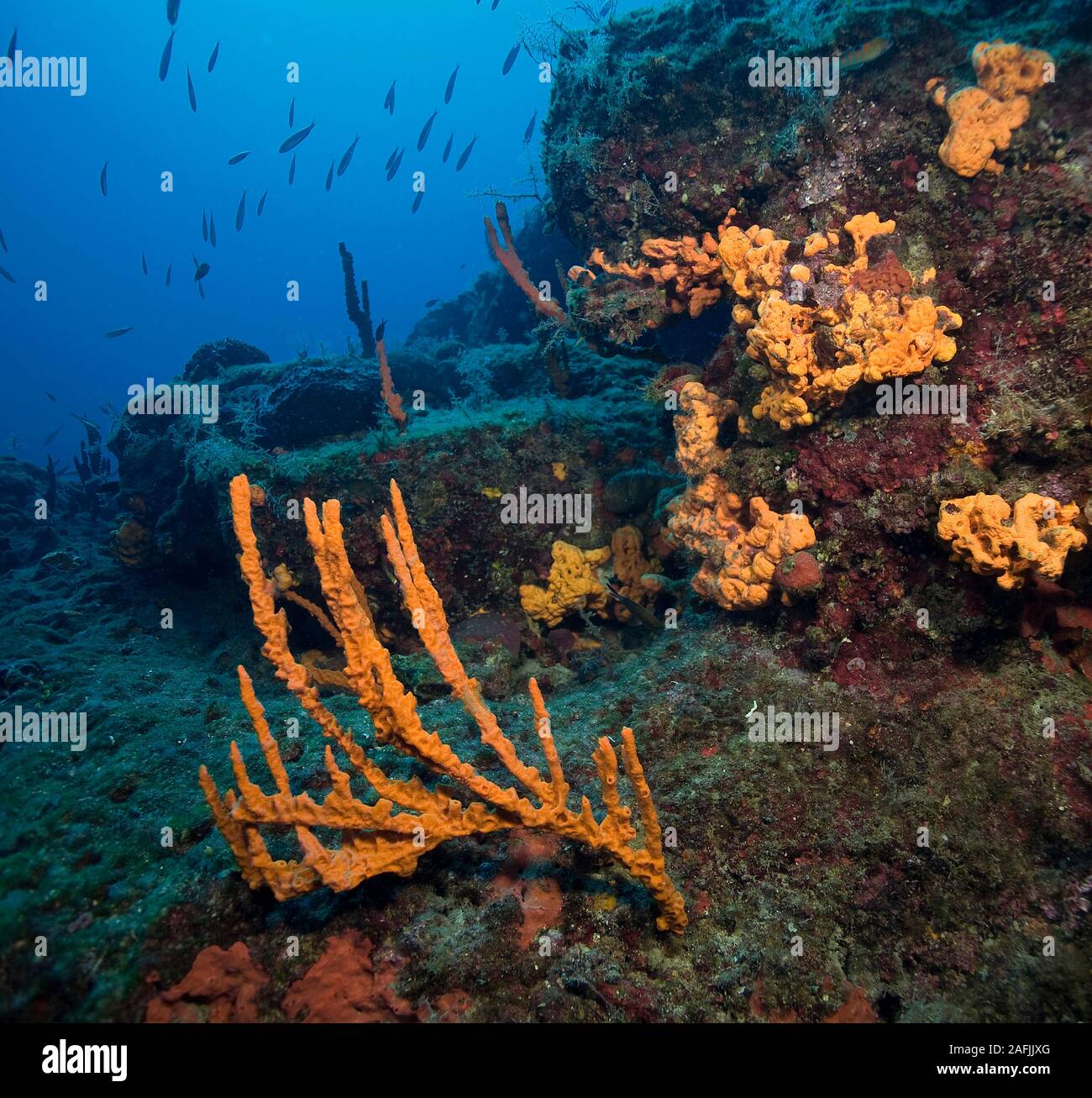 Mediterranean sponge (Axinella cannabina), Bodrum, Turkey Stock Photo ...