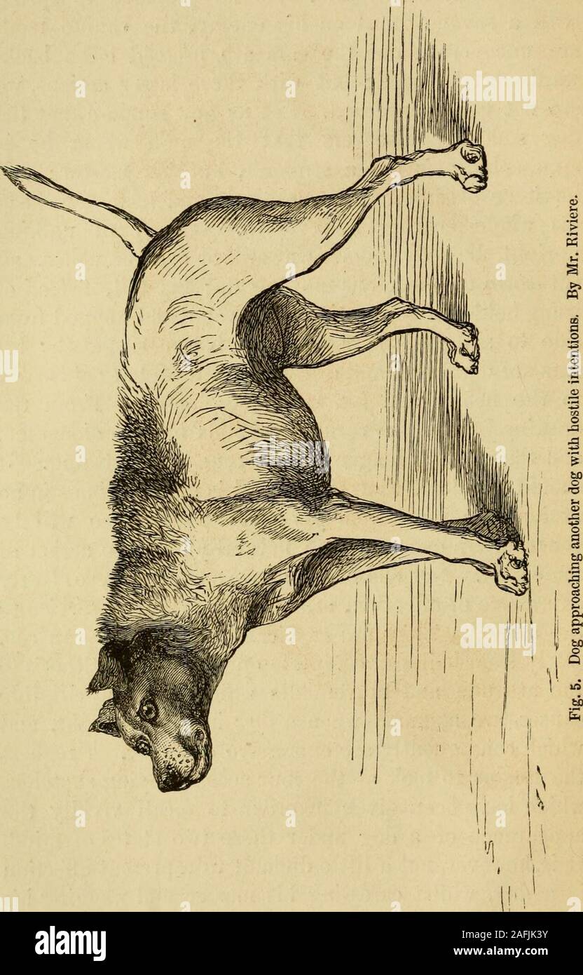 Elongation Art Animal