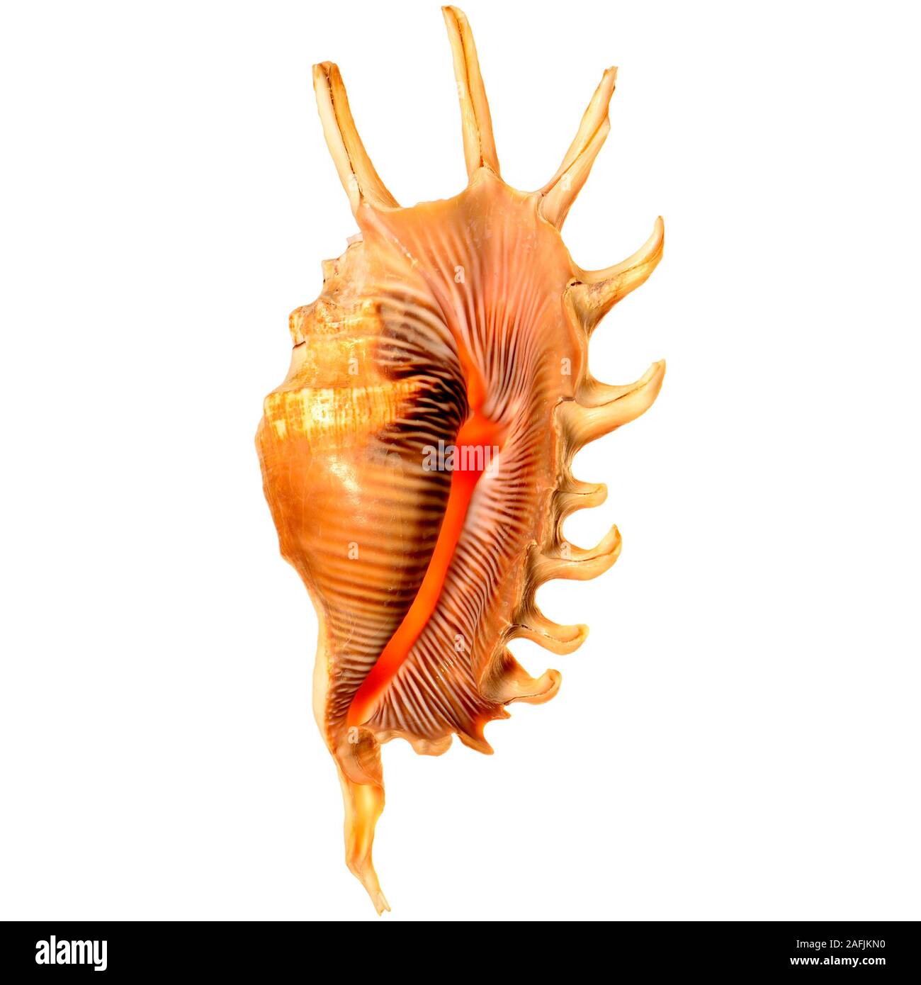 Millipede Spider Conch (Lambis millepeda) 13cm Stock Photo - Alamy