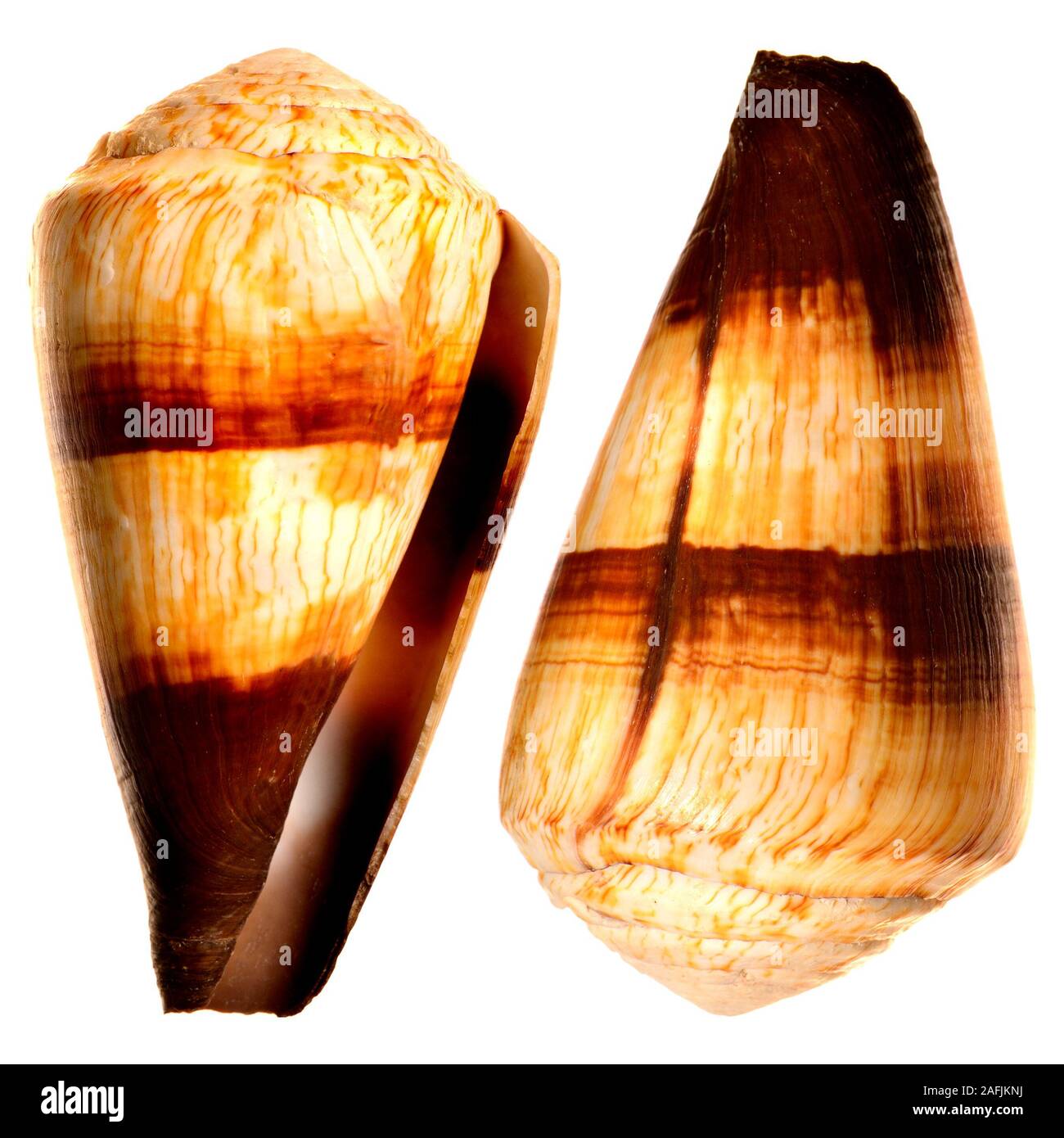 Soldier cone hi-res stock photography and images - Alamy