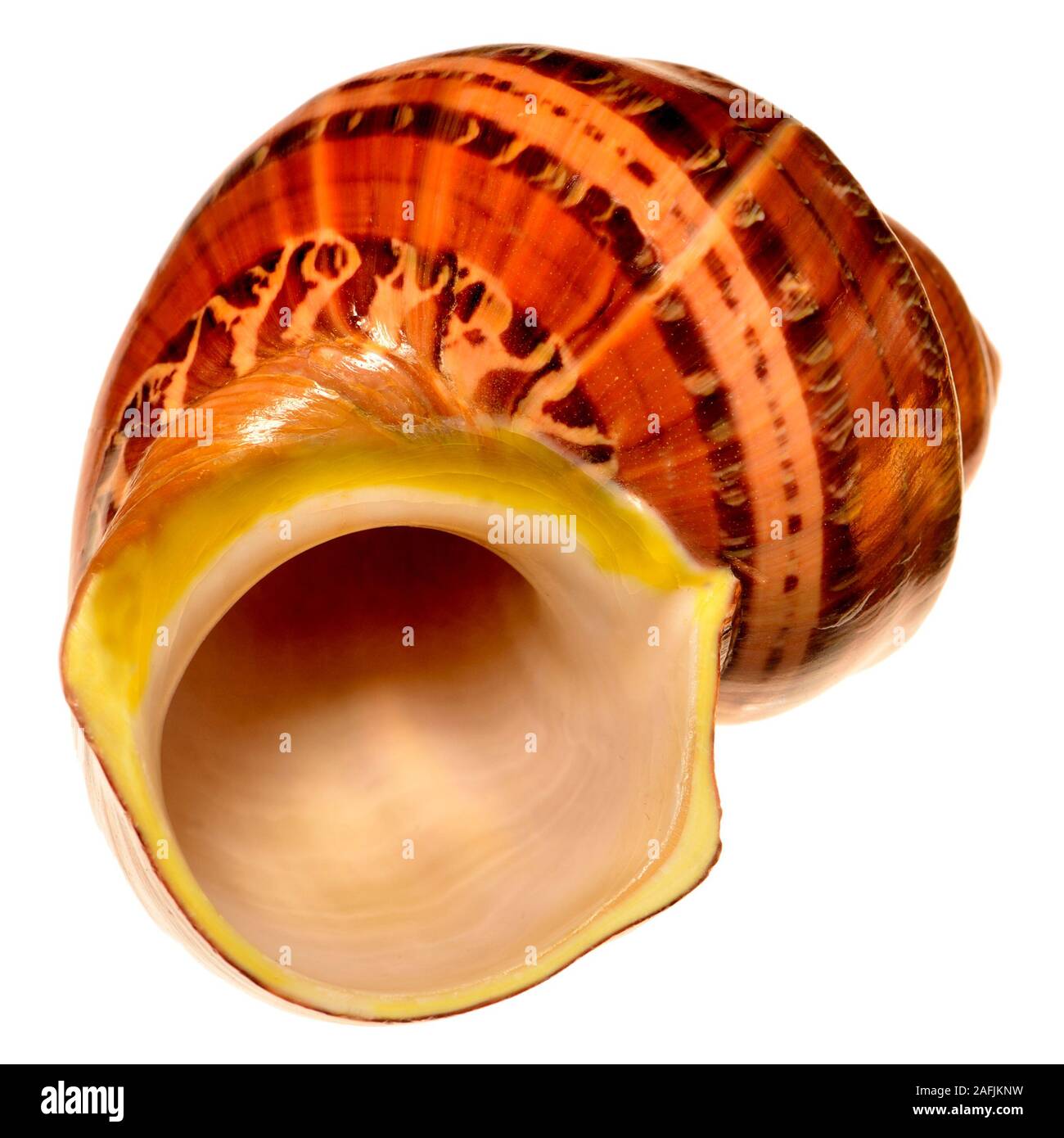 Turbo petholatus hi-res stock photography and images - Alamy