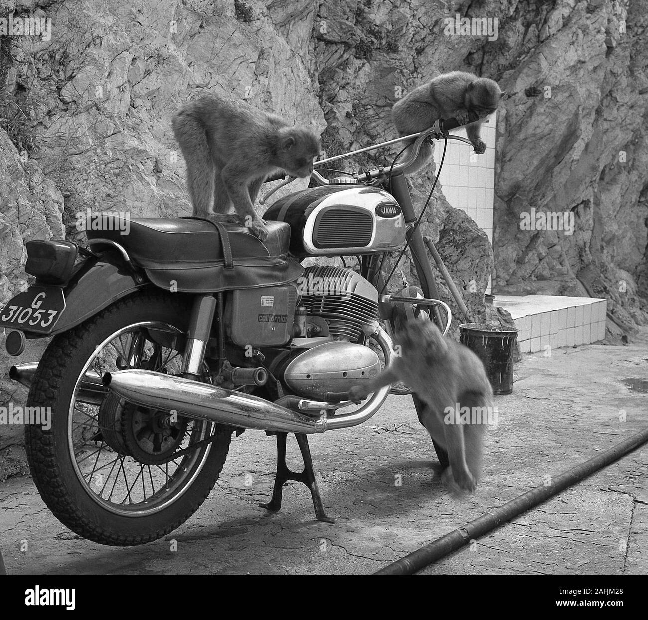 Monkey motorcycle hi-res stock photography and images - Alamy