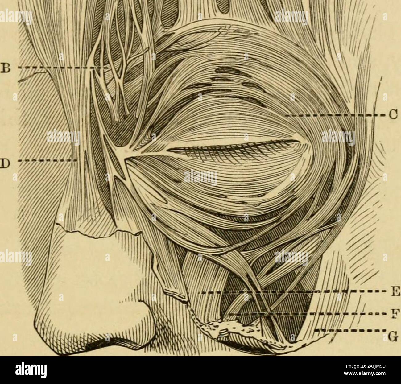 . The expression of the emotions in man and animals. Fig. 2. Diagram ...