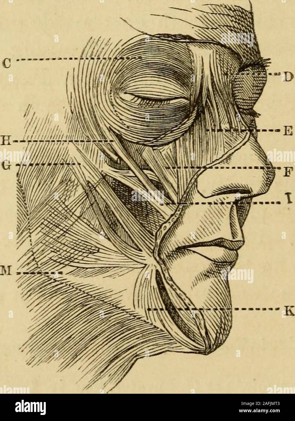 . The expression of the emotions in man and animals. Fig. 1. Diagram of ...