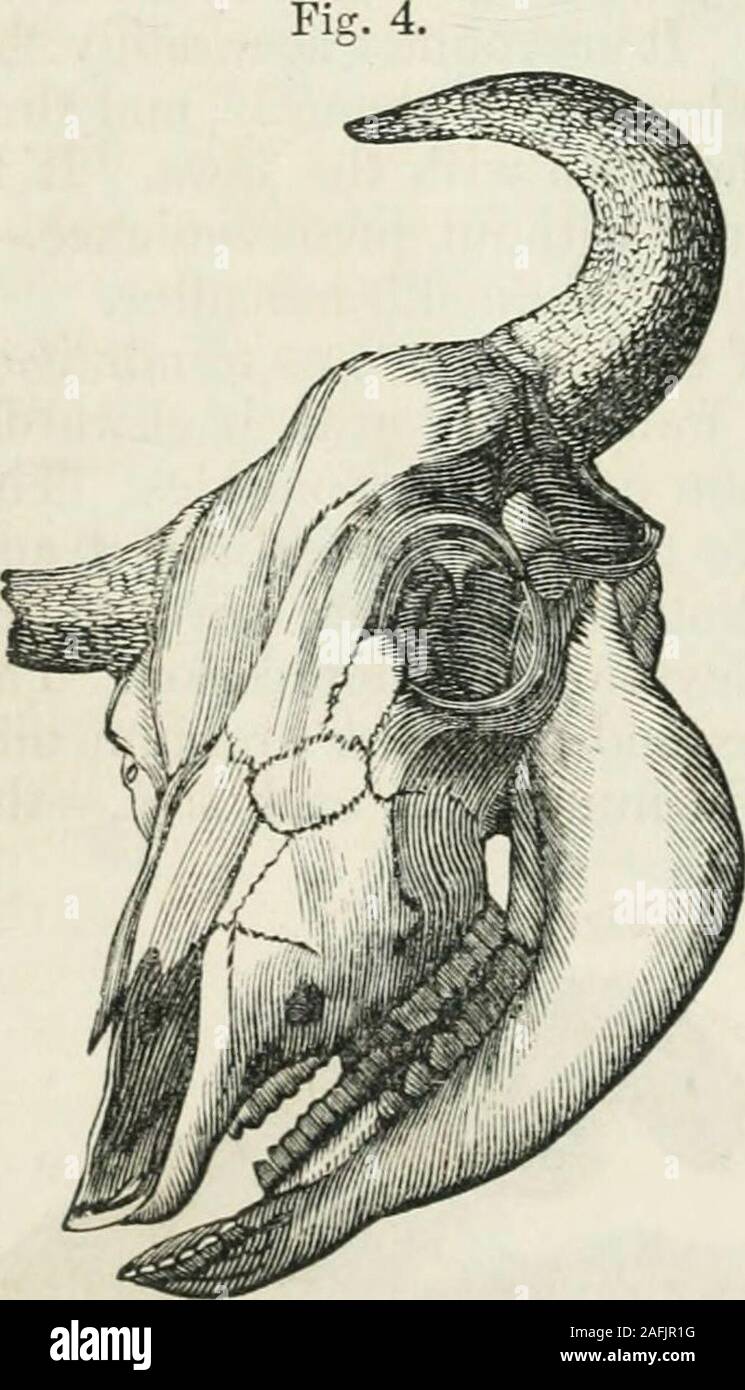 Large jaw muscles hi-res stock photography and images - Alamy