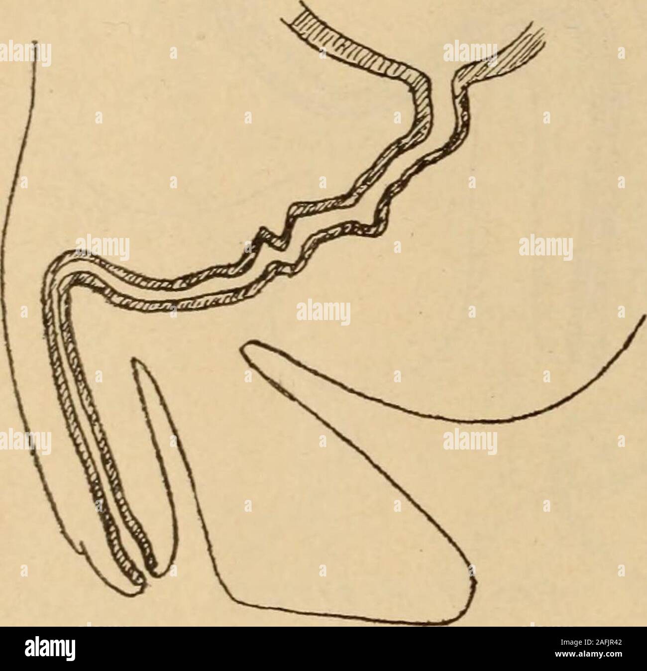 . Journal of the Medical Society of New Jersey. the utriculus, passesup ...