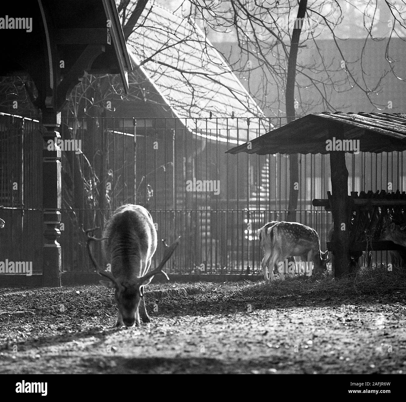 1967 zoo hi-res stock photography and images - Alamy