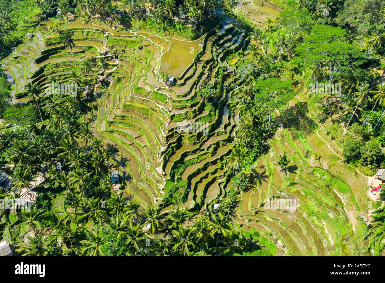 Aerial view of Terraced rice fields Bali, Indonesia Stock Photo - Alamy