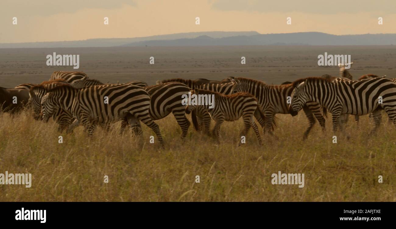 Zebra seronera africa hi-res stock photography and images - Alamy