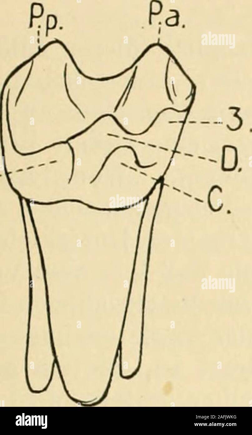 1 anatomie hi-res stock photography and images - Alamy