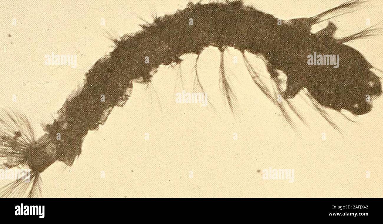 . A practical study of malaria. Fig. ii.—A young anopheles larva ...