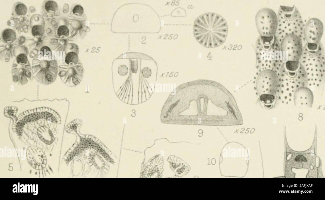. The annals and magazine of natural history : zoology, botany, and ...