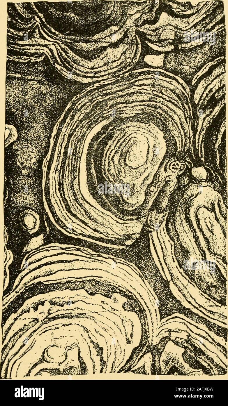 Cryptozoon hi-res stock photography and images - Alamy