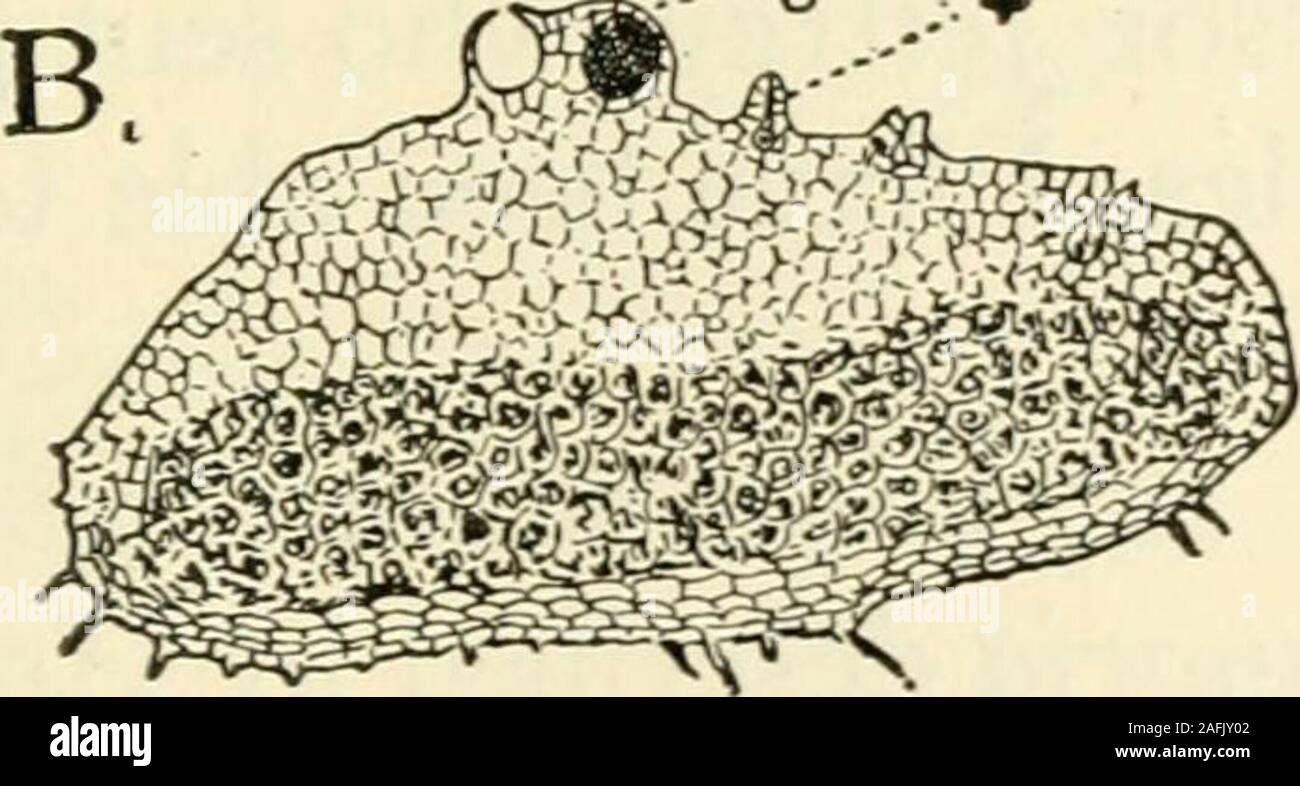 . The structure and development of mosses and ferns (Archegoniatae ...
