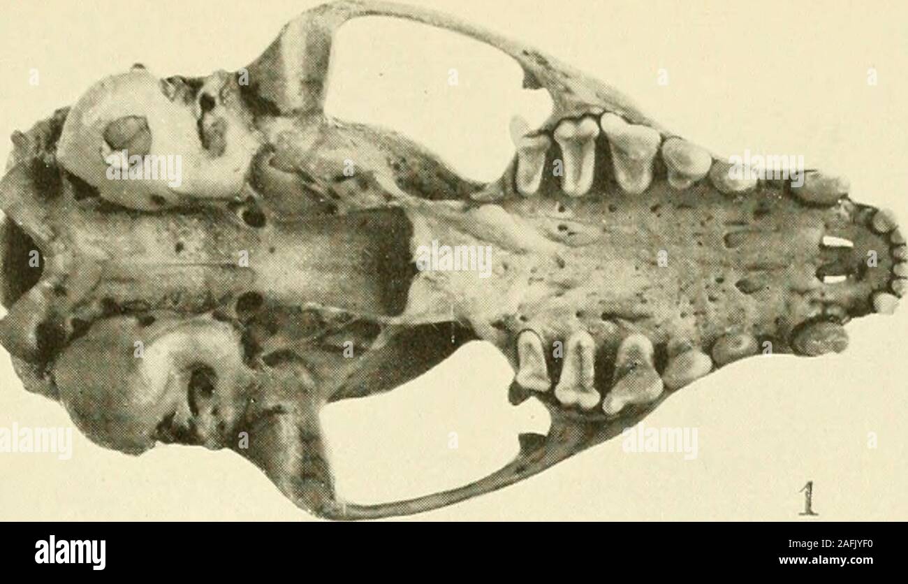 Crossarchus fasciatus hi-res stock photography and images - Alamy